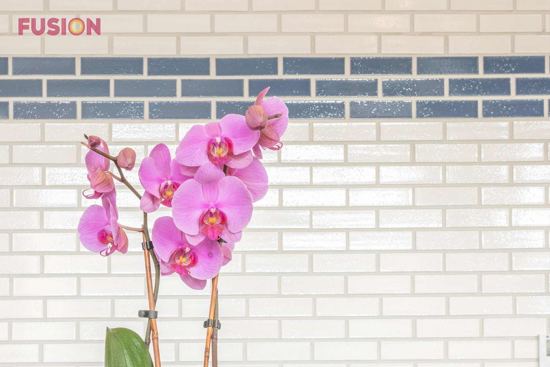 Fusion Thin Brick - Acme Brick