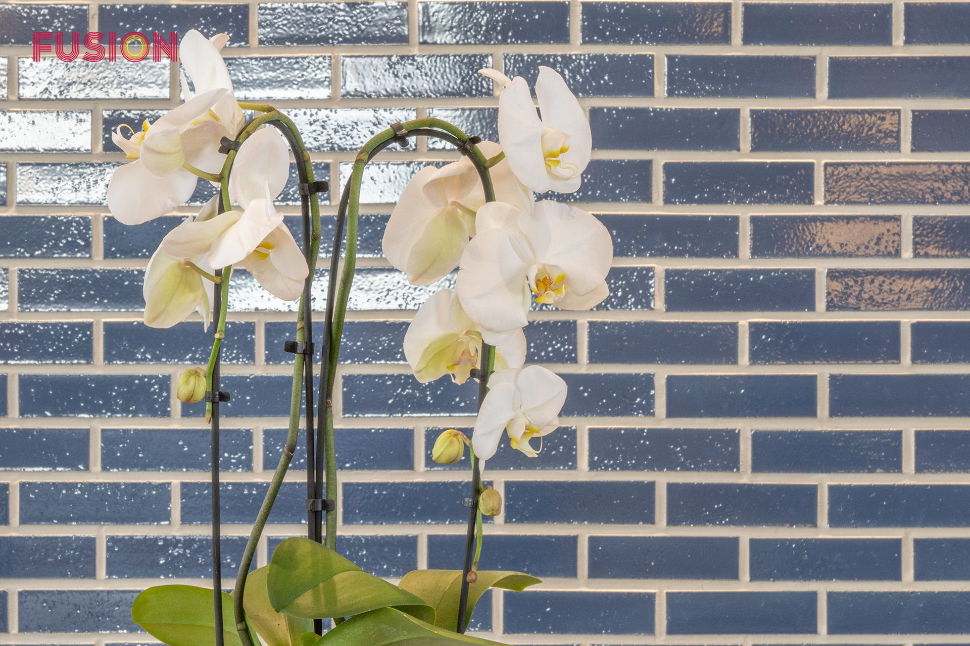 Fusion Thin Brick - Acme Brick